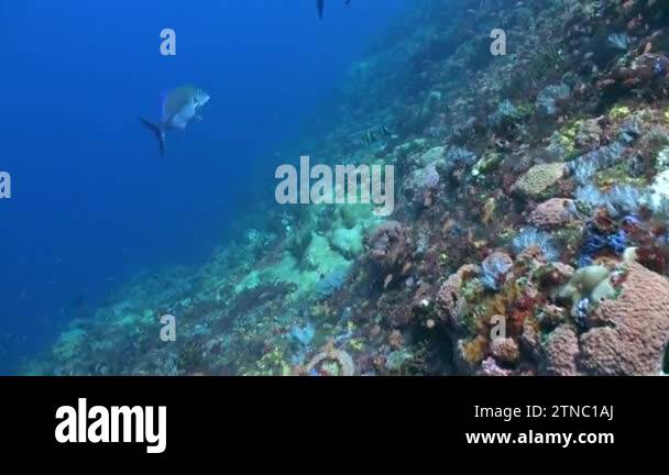 Underwater coral reef showcases stunning array of coral and fish ...