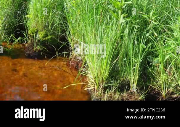 Windy shore of Lake Lososinnoye. Taiga ecosystem. Reed sedge grow on ...