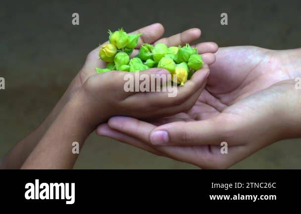 Ashwagandha Dry Root Medicinal Herb with Fresh Leaves, also known as ...