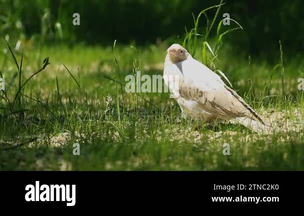 Crow with white plumage Stock Videos & Footage - HD and 4K Video Clips ...