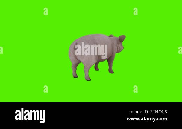 3d render green screen chroma key animation isolated Beautiful pork ...
