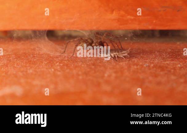 Woodlouse spiders Stock Videos & Footage - HD and 4K Video Clips - Alamy
