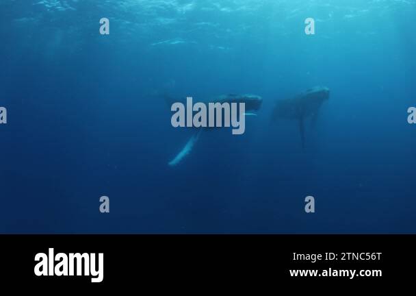 Humpback whales underwater of Pacific Ocean. Giant animal Megaptera ...