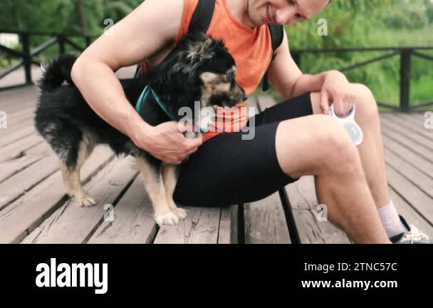 Cute small dog and his owner playing together outdoors in park. Furry ...