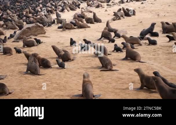Colony of Seals running away in slow motion in the Cape Cross Nature ...