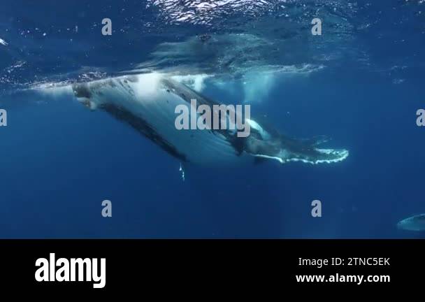 Humpback whales underwater of Pacific Ocean. Giant animal Megaptera ...