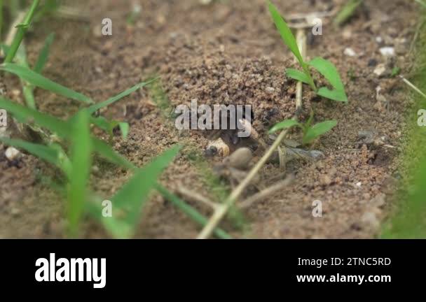 Orthoptera insects Stock Videos & Footage - HD and 4K Video Clips - Alamy
