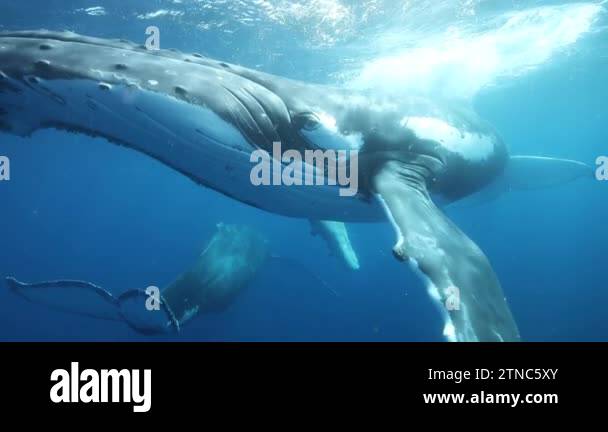 Humpback whales underwater of Pacific Ocean. Giant animal Megaptera ...