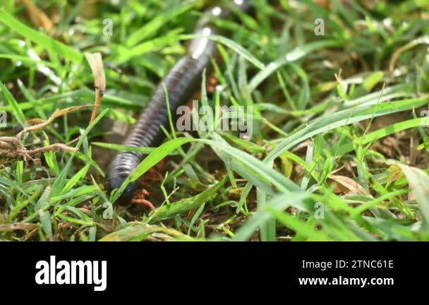 Millipede in rainy season. Big red Millipedes. It is a spiral insect ...