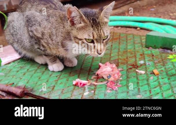 Meat eating fish Stock Videos & Footage - HD and 4K Video Clips - Alamy