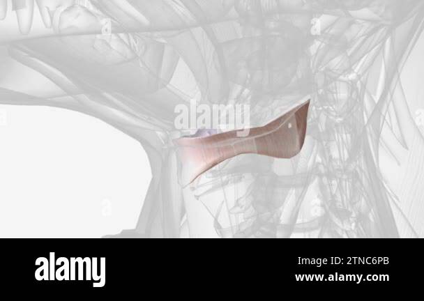 The thyrohyoid membrane (or hyothyroid membrane) is a broad, fibro ...