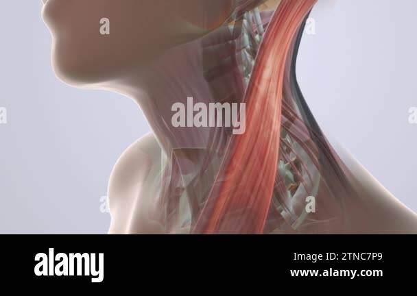 Bone head neck anatomy biology Stock Videos & Footage - HD and 4K Video ...