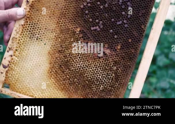 Camera slides over on empty wax honeycombs. Close up of honeycomb frame ...
