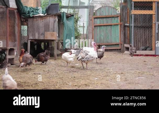 Lots chickens in poultry Stock Videos & Footage - HD and 4K Video Clips ...