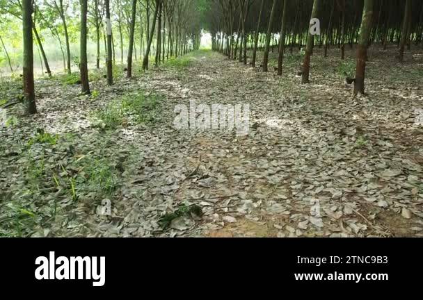 Milky latex extracted from natural rubber tree, Hevea Brasiliensis ...