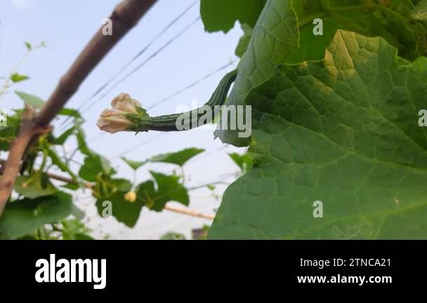Luffa acutangula vegetable. Its other names angled luffa,Chinese okra ...
