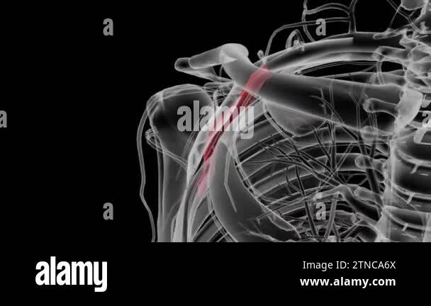 The axillary artery is the main artery of the upper extremity and ...