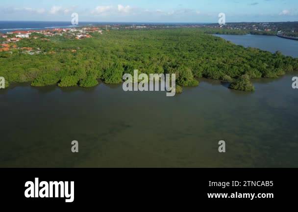 Mangrove forest aerial view by drone. Side flight over the mangrove ...