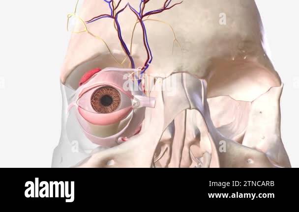 Eye system Stock Videos & Footage - HD and 4K Video Clips - Alamy