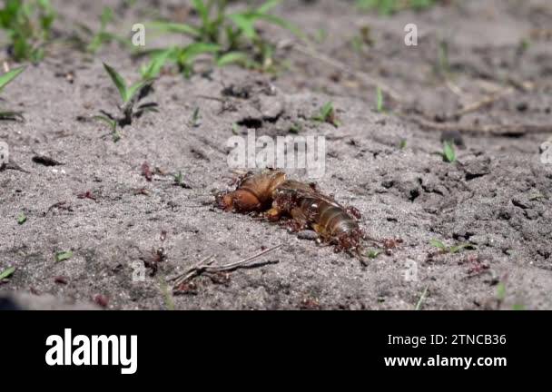 Life of insects in the garden beds.Ants feed on the locusts.Formic ...