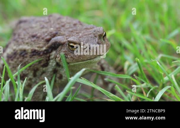 Amphibian in the grass Stock Videos & Footage - HD and 4K Video Clips ...