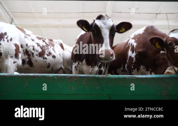 Close up to curious cows standing in stall at modern dairy farm. Row of ...