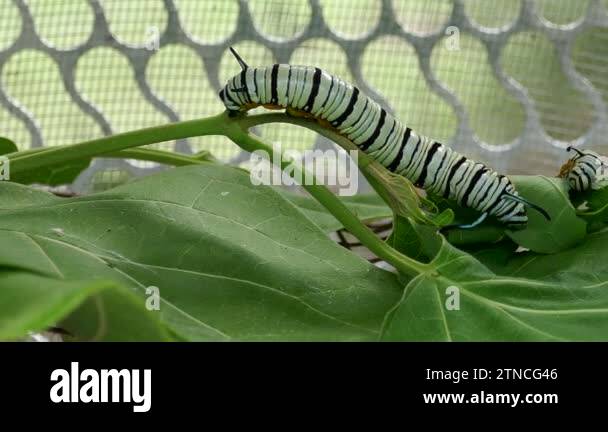 Edacious Stock Videos & Footage - HD and 4K Video Clips - Alamy