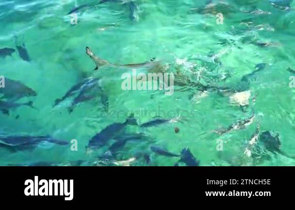 Maldives reef fish and shark swimming together for fish feeding ...