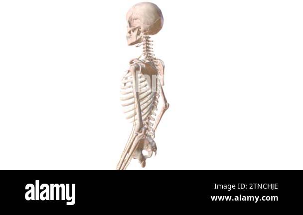 The human skeletal system and the nervous system in the left arm Stock ...
