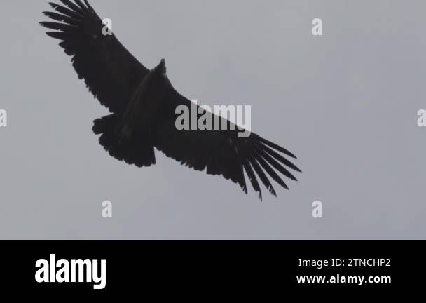 Andean condor, Vultur gryphus, the largest flying birds in the world ...