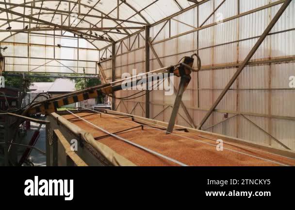Probe tester plunges into the truck trailer to collect wheat for ...