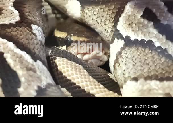 Albino burmese pythons Stock Videos & Footage - HD and 4K Video Clips ...