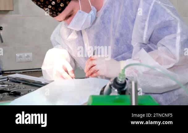 A veterinary surgeon sutures an incision in an animal using a surgical ...