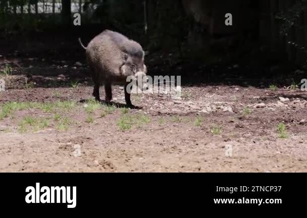 The Visayan warty pig, Sus cebifrons is a critically endangered species ...