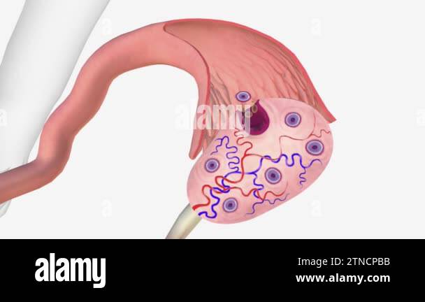 Ovulation is a phase of the female menstrual cycle that involves the ...