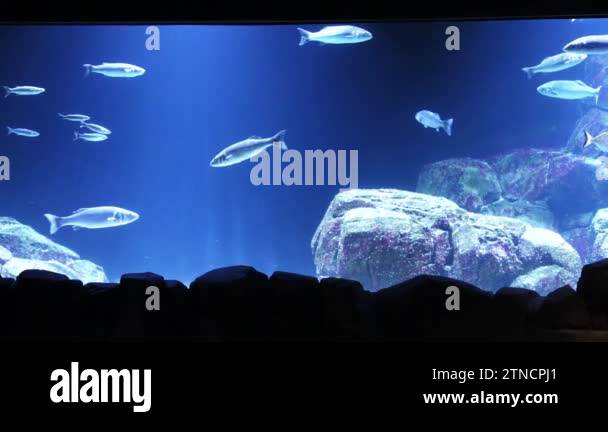 Large scale oceanarium of marine life with many species of underwater ...