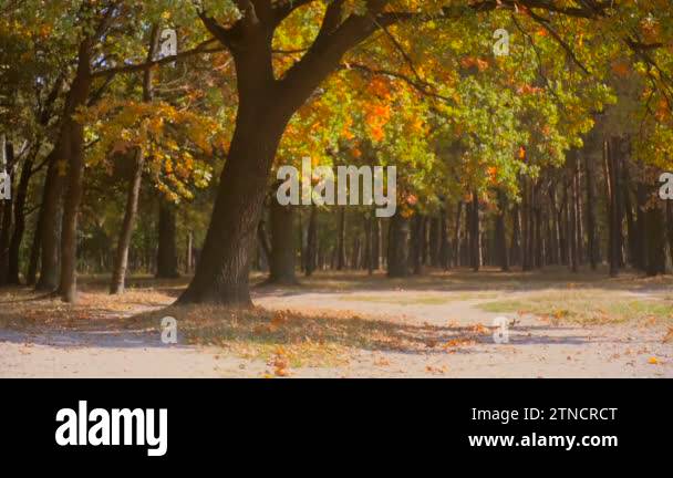 Leaf of oak falling from the tree Stock Videos & Footage - HD and 4K ...