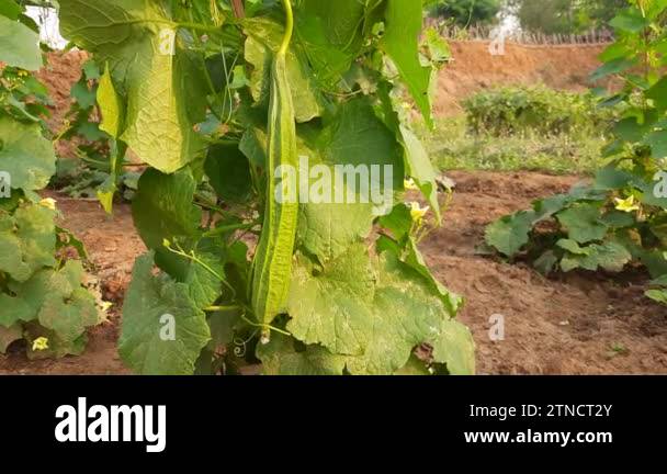 Luffa acutangula vegetable. Its other names angled luffa,Chinese okra ...