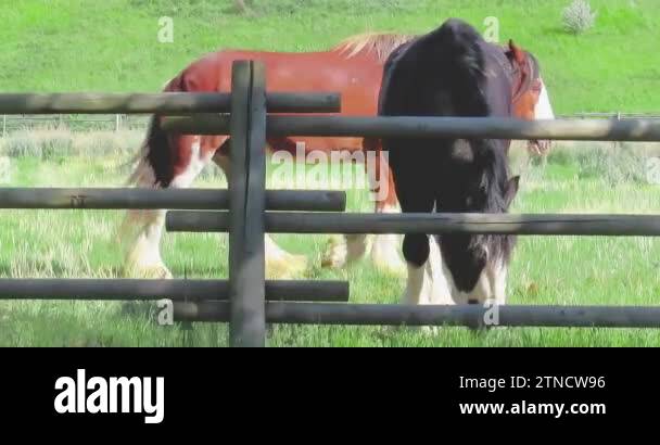 Draught breed Stock Videos & Footage - HD and 4K Video Clips - Alamy