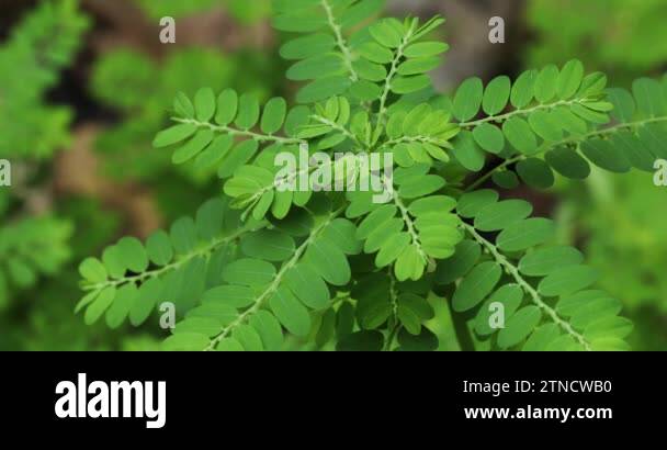 Phyllanthus niruri herb plant Stock Videos & Footage - HD and 4K Video ...