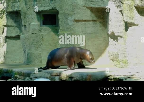 Run down zoo Stock Videos & Footage - HD and 4K Video Clips - Alamy