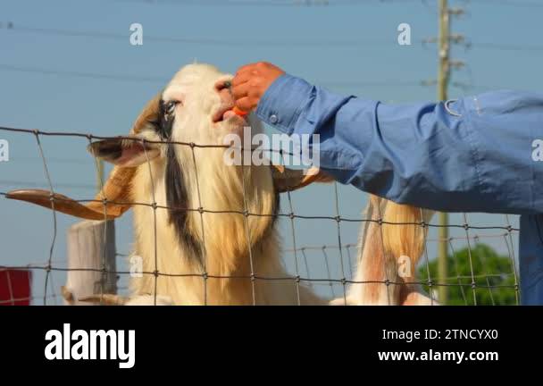 Funny pair of goats with goatee shows their tongues and cute faces ...