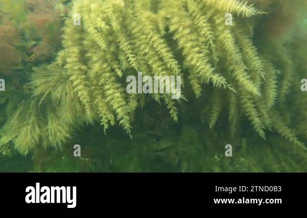 Stems of hydroids are twisted in waves Stock Video Footage - Alamy