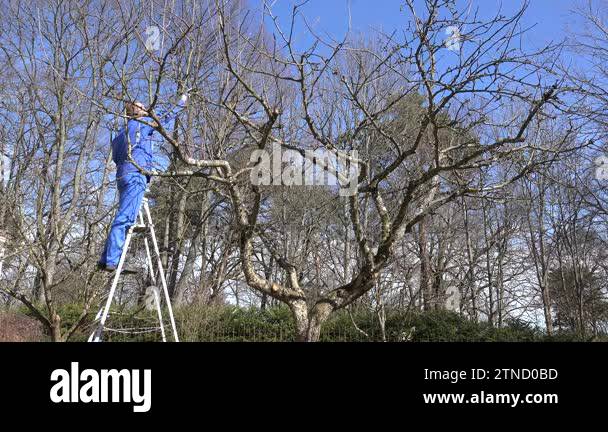 Stand on ladder Stock Videos & Footage - HD and 4K Video Clips - Alamy