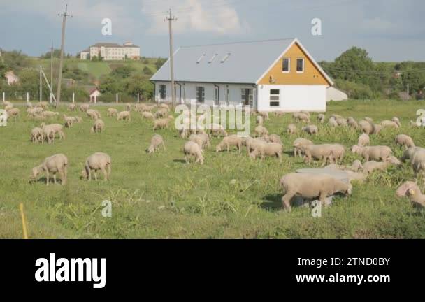 Devon long house Stock Videos & Footage - HD and 4K Video Clips - Alamy