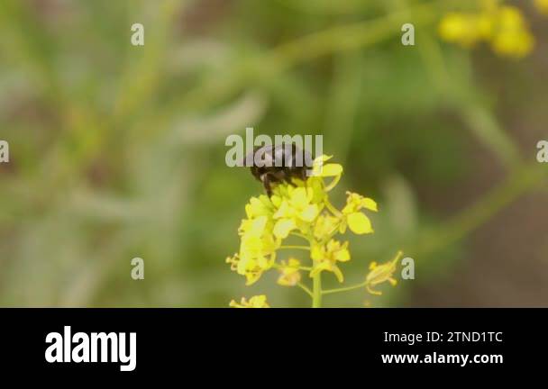 Solitary bee. Scientific name: Panurginus spp. Bees living underground ...