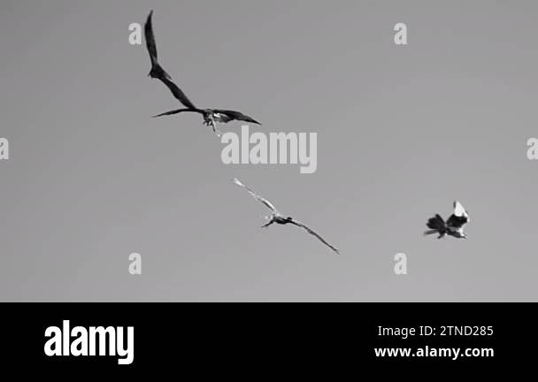 High flying raptor Stock Videos & Footage - HD and 4K Video Clips - Alamy