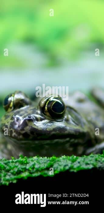 American bullfrog aquarium Stock Videos & Footage - HD and 4K Video ...