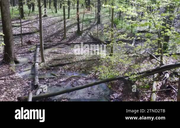 Fallen timbers Stock Videos & Footage - HD and 4K Video Clips - Alamy
