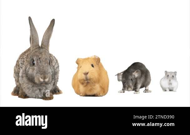 Rabbit hamster Stock Videos & Footage - HD and 4K Video Clips - Alamy